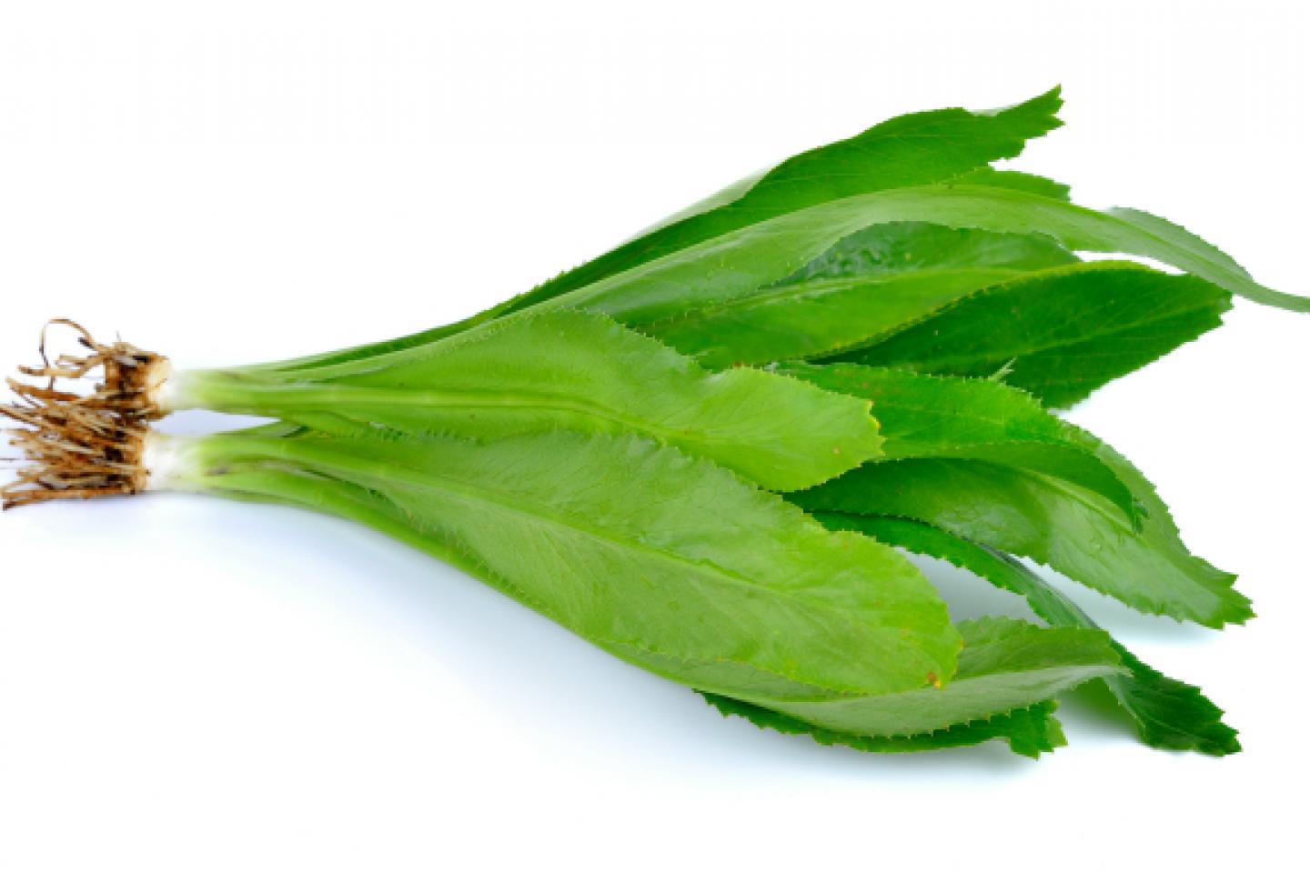 Beneficios para la salud del culantro - Infoligth